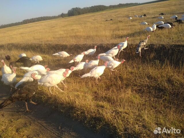 Индюки домашние продаю на выбор по 1,800