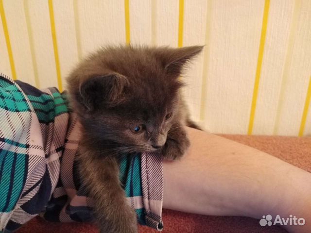 Серый котенок девочка