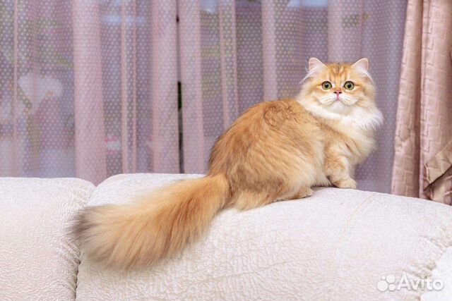 Британская кошка