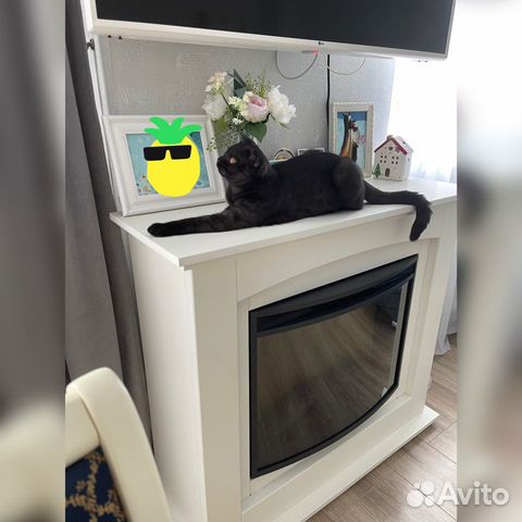 Шотланская вислоухая кошка