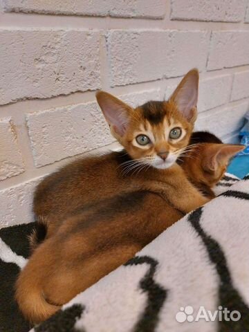 Абиссинская