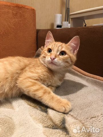 2 ласковых котенка ищут дом
