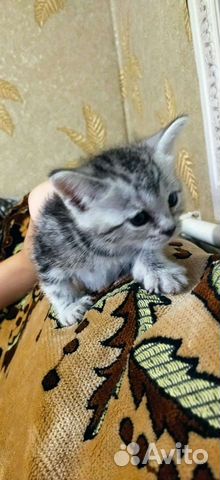 Шотланский котенок девочка