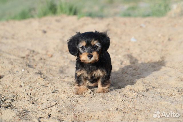 Маленькая собака