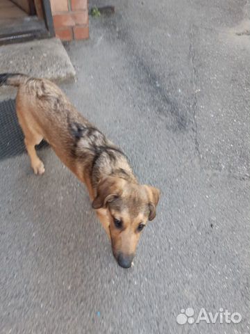 Собаки бесплатно в добрые руки