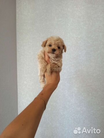 Мальтипу супер мини девочка Ирис