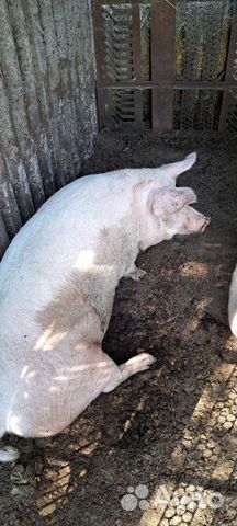 Супоросная свиноматка