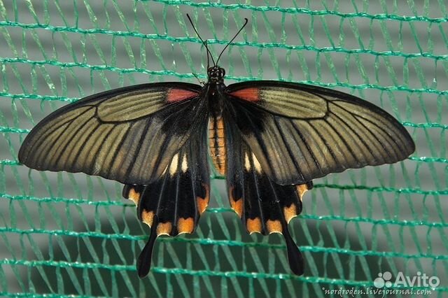 Живые тропические бабочки Pieris brassicae