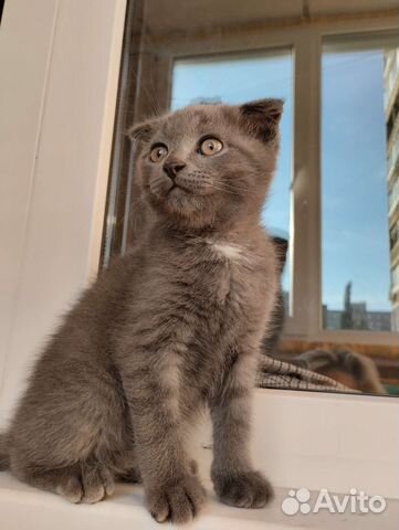 Шотландские котята