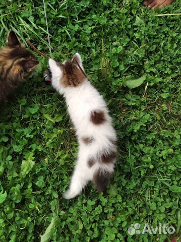 Котята курильский бобтейл