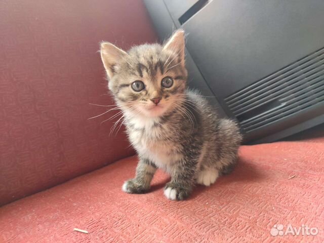 Шкода - котенок 1 месяц в добрые руки