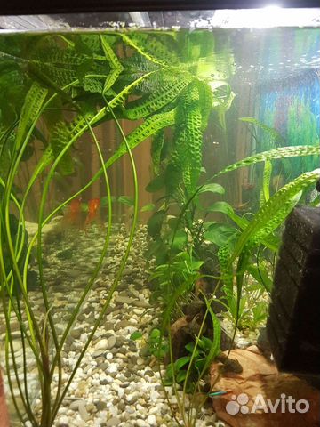 Криптокарина гигантская 1м15см