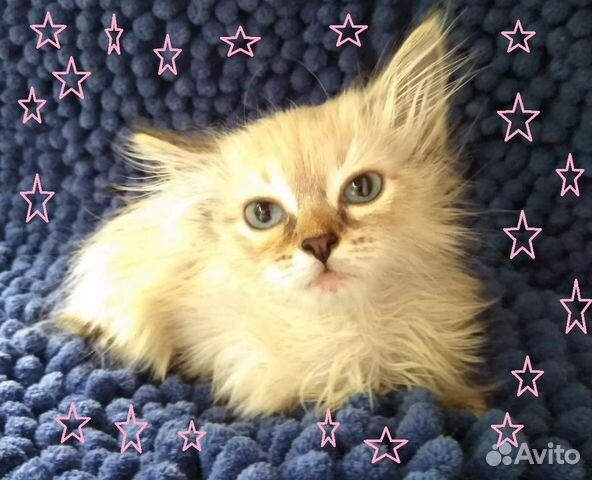 Котенок Дуся