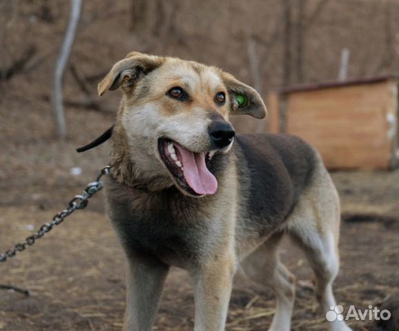Милая собака в добрые руки