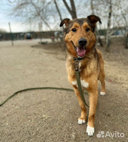 Пес долгих 5 лет ждет семью в приюте