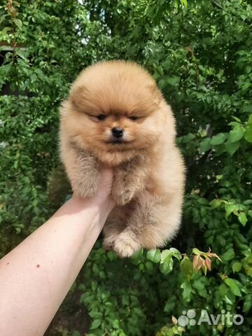 Щенки померанского шпица мишки