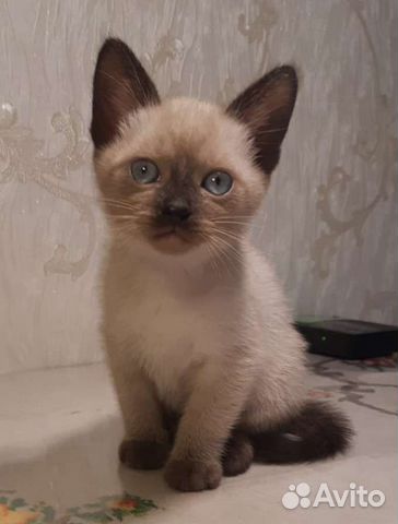 Тайские котята окраса блю поинт