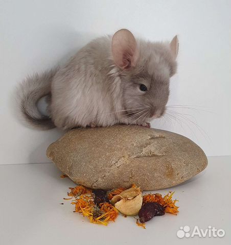 Ангорская пастель средняя нф 67 (3 мес)