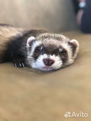 Вязка хорька