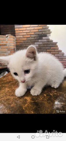 Котята в добрые руки даром