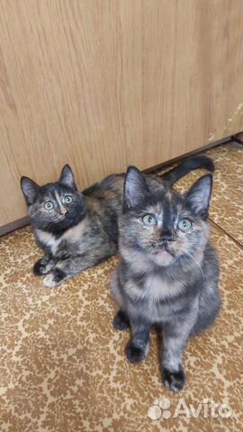 Котята от Кошки-мышеловки