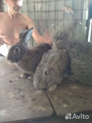 Кролики - девочки годовалые на племя