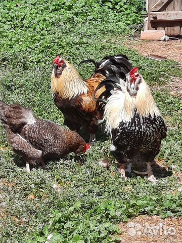 Петух двух Пород