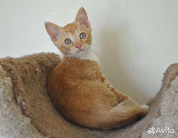 Котенок из приюта