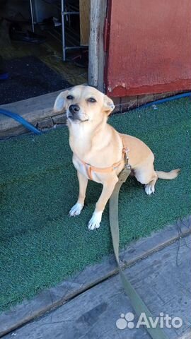 Собака девочка стерилизованна