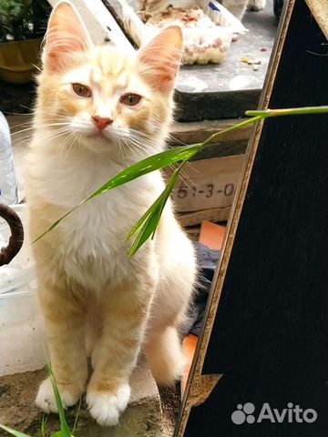 Шанс на жизнь Кот 4 месяца