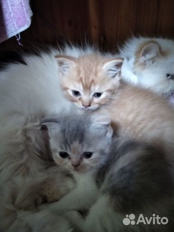 Продам котят полу персидские британцы