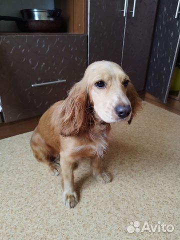 Английский кокер спаниель