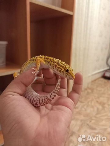 Эублефар самка