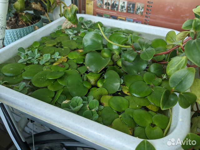 Продам верхоплавку (лимнобиум, пистию)