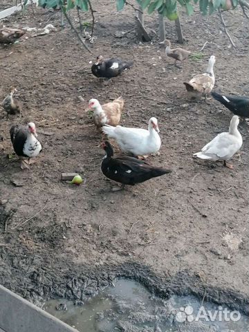 Индоутки и индоутята