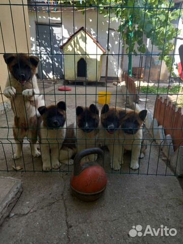 Щенки американской акиты