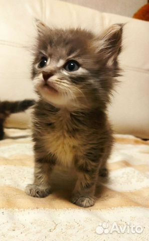 Котенок, отец бенгал