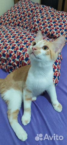 Канадский шерстяной мальчик