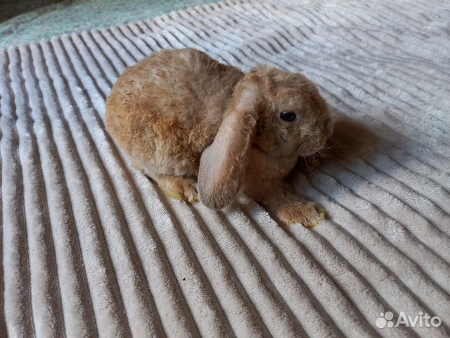 Карликовый mini рекс