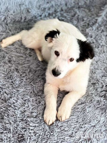 Щенок в добрые руки