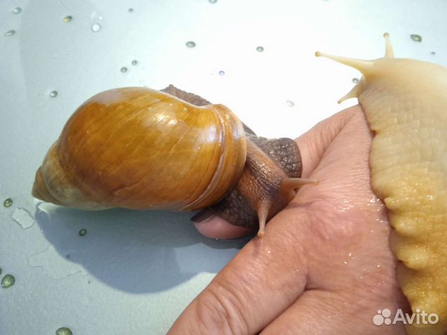 Улитки домашние ахатины декоративные