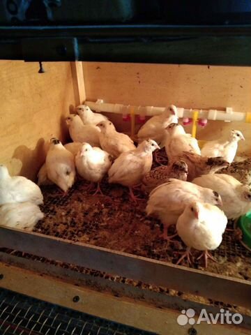 Перепелята