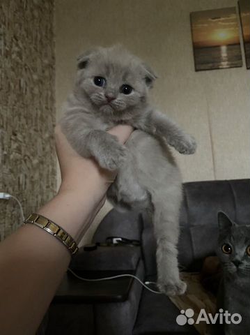 Котёнок британка вислоухая,мраморная