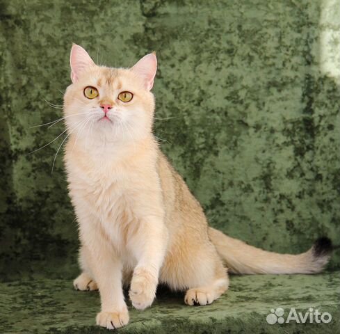 Шотландская кошечка