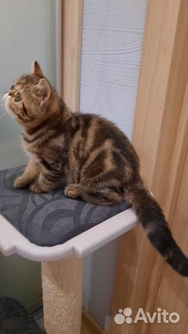 Котик экзотический короткошерстный