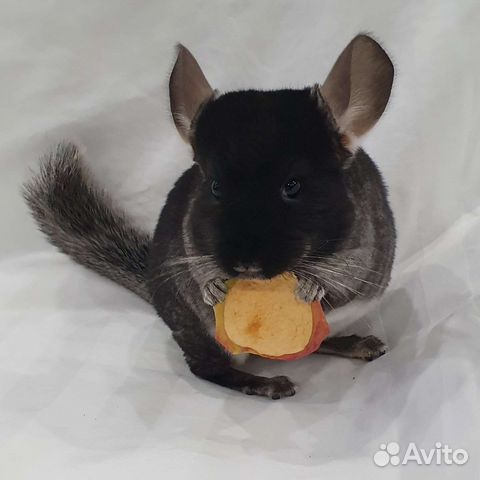 Шиншилленок черный бархат девочка 6 мес