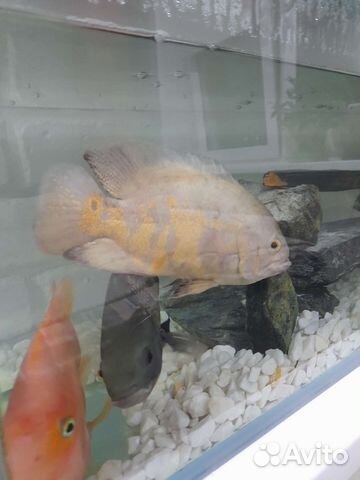 Астронотусы