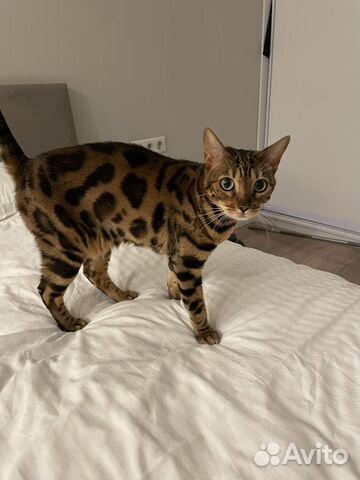 Бенгальская девочка 2 года