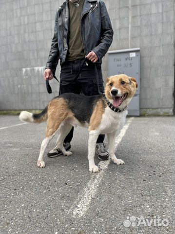 Рой ищет семью