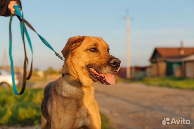 Гончие собаки